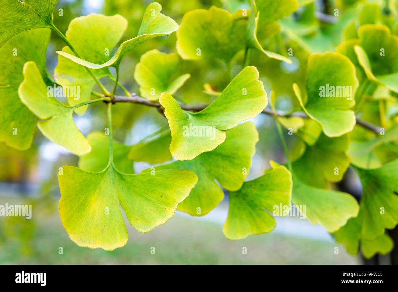 Yellow and green leaves from the Ginkgo biloba, commonly known as ...