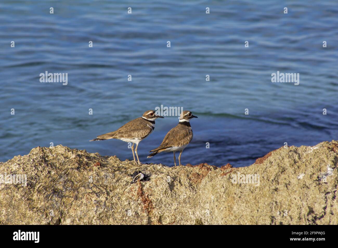 Small plovers on a beach Stock Photo - Alamy