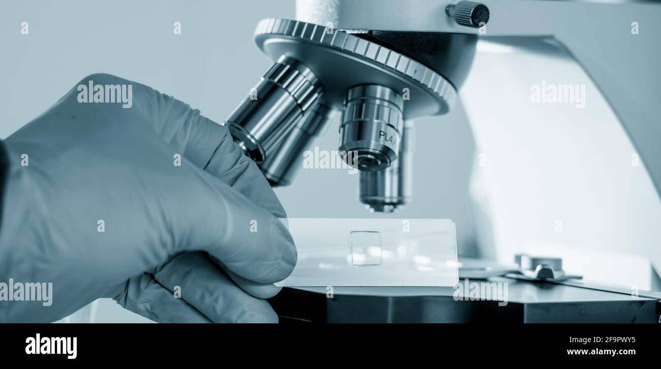Glass slide with a tissue in hand and a scientific microscope ...