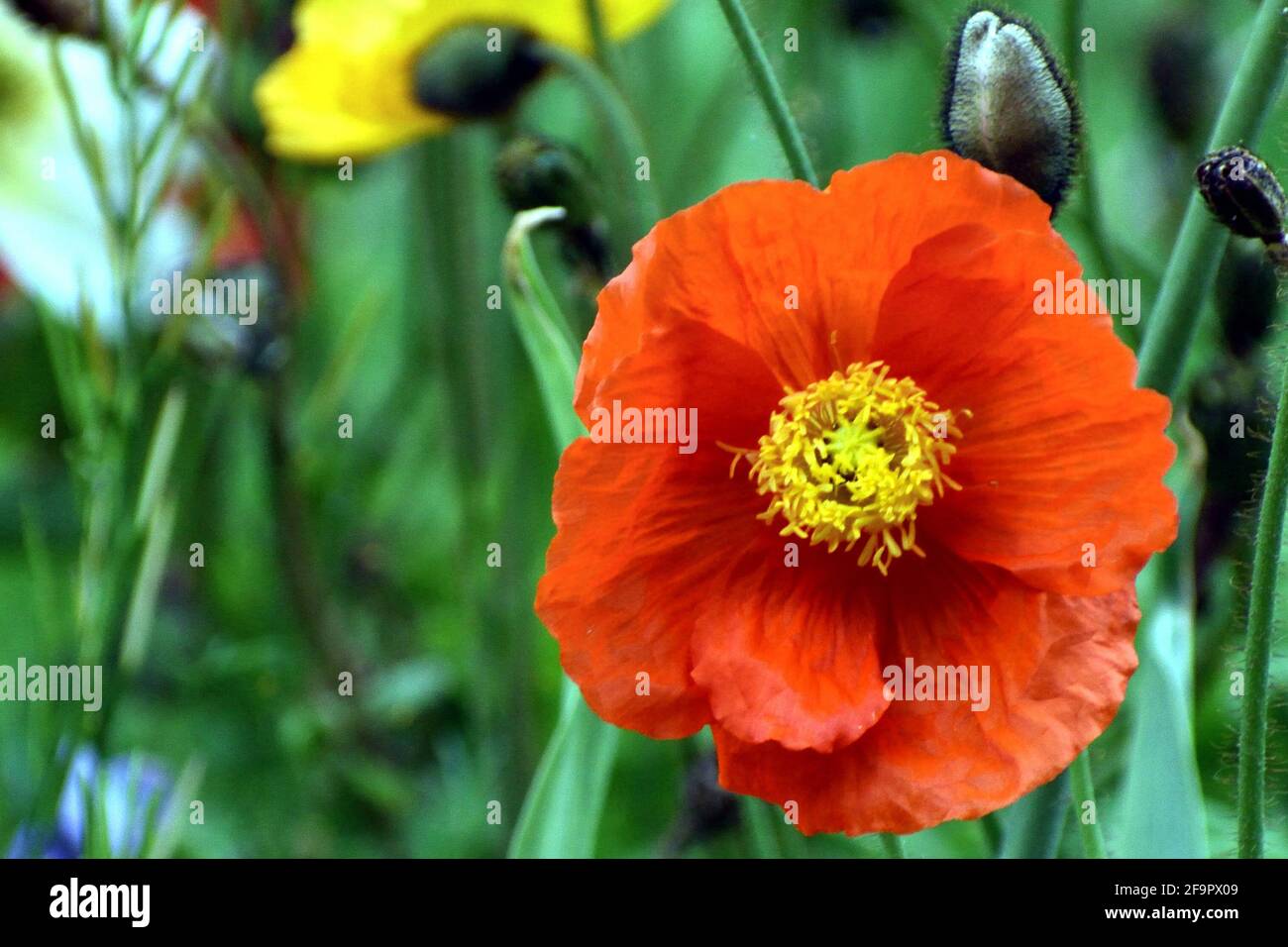 Closeup of a red ice poppy (papaver croceum) with blurred background of ...