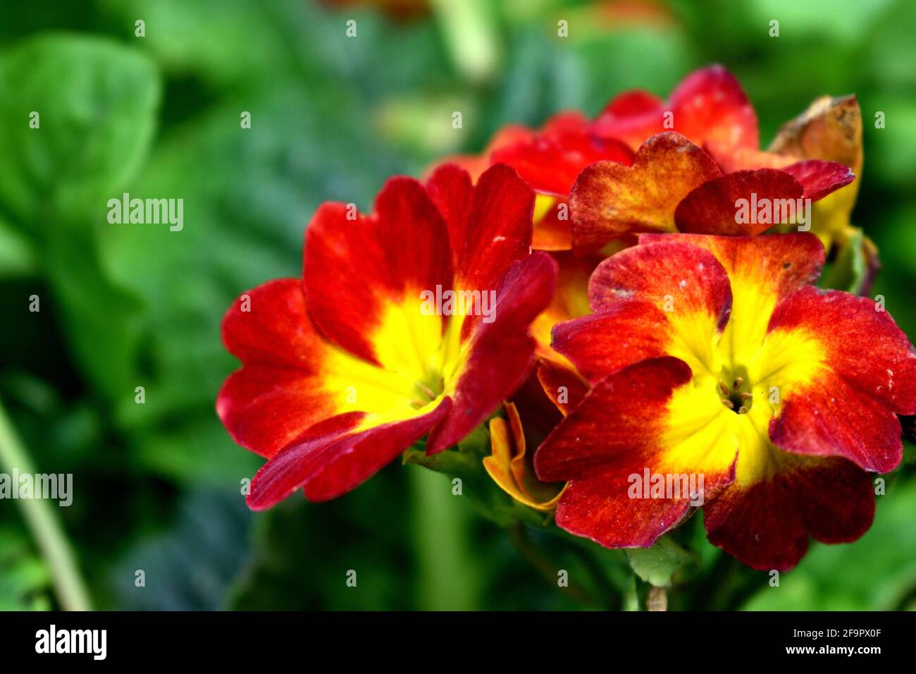 Closeup of red oxlip (primula elatior) with blurred green background ...