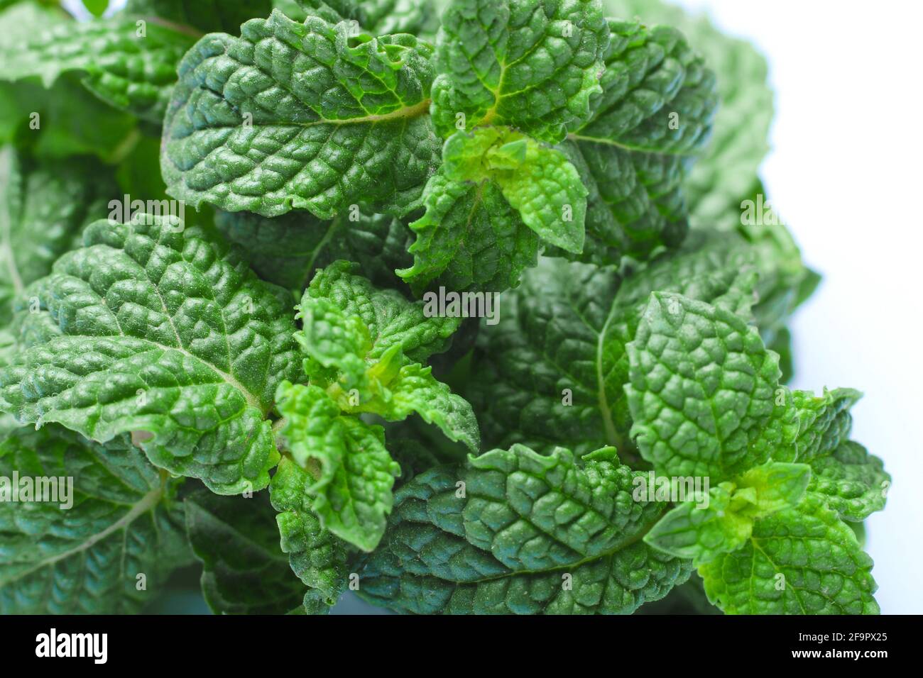 Collection of fresh mint leaves, isolated on white background Stock ...