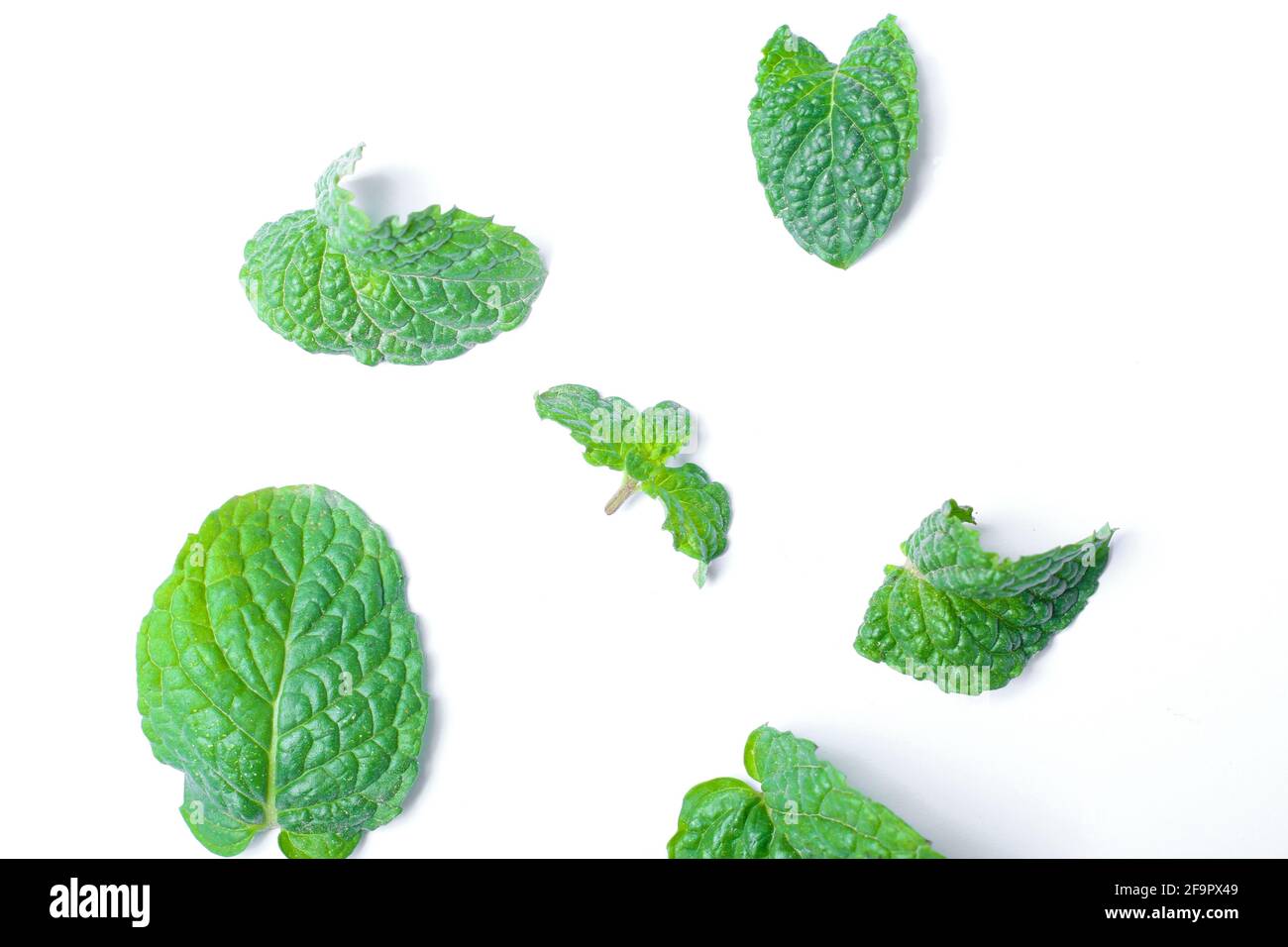 Collection of fresh mint leaves, isolated on white background Stock ...
