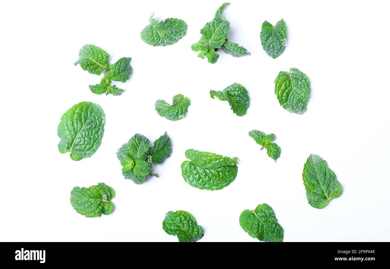 Collection of fresh mint leaves, isolated on white background Stock ...