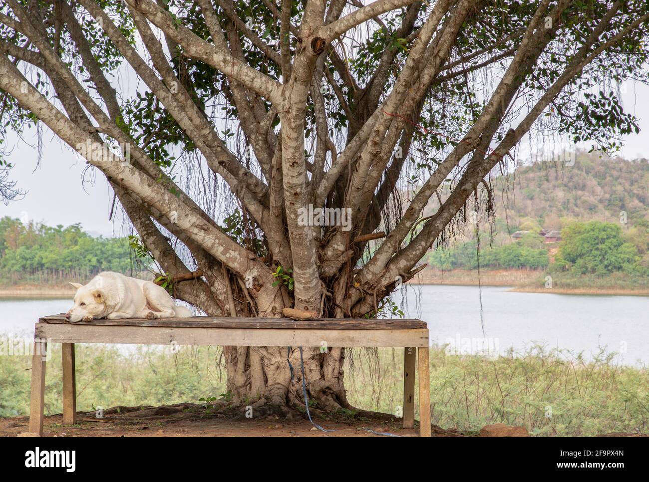 Wooden litter bed hi-res stock photography and images - Alamy