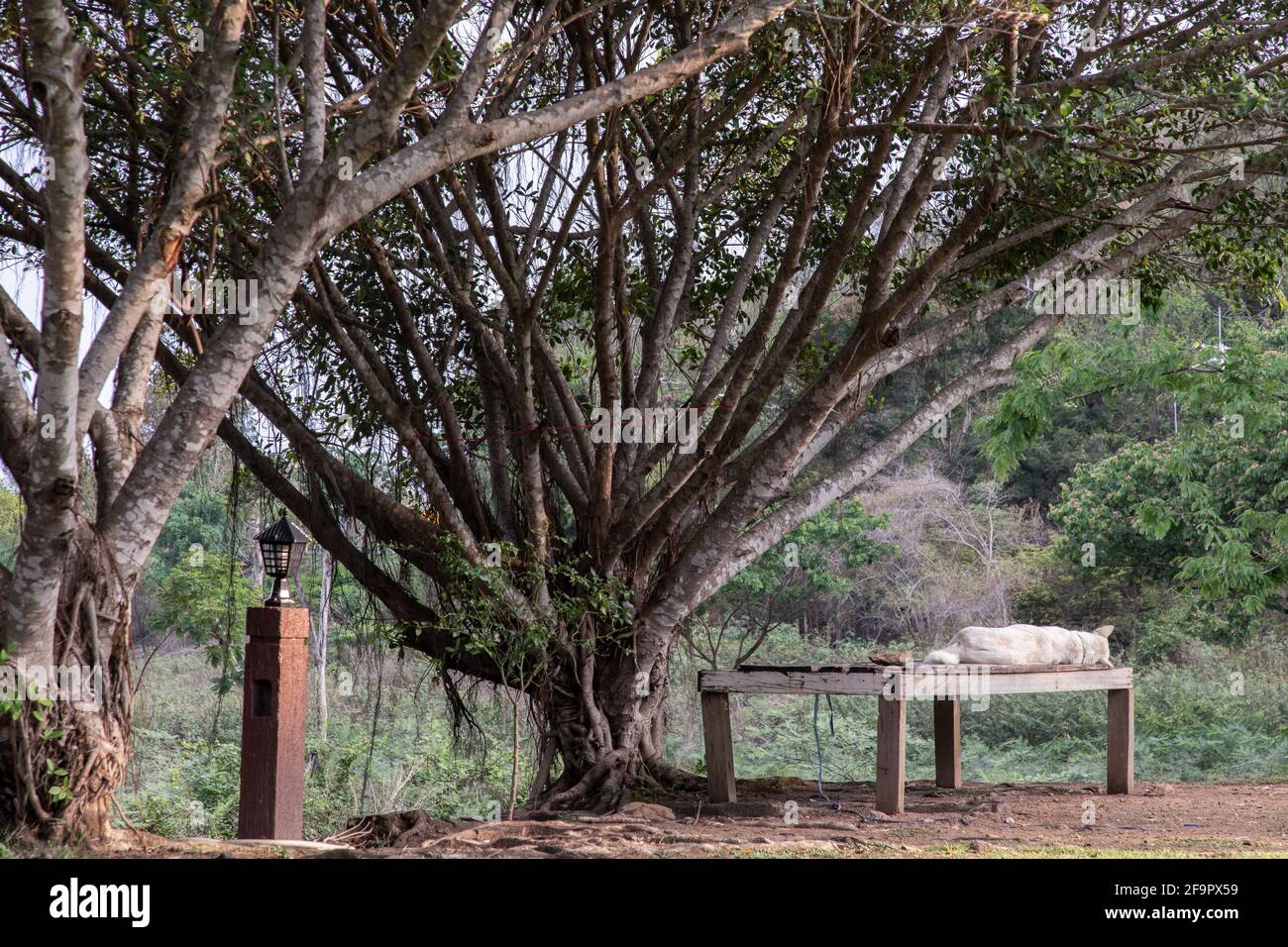 Litter bed hi-res stock photography and images - Alamy