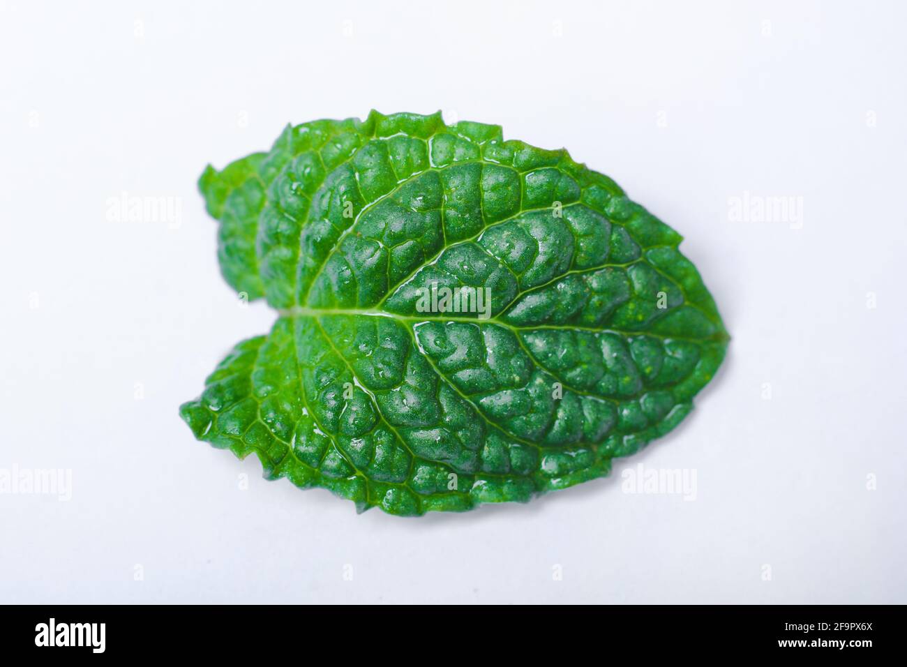 Collection of fresh mint leaves, isolated on white background Stock ...