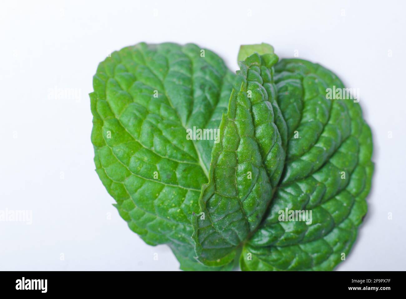 Collection of fresh mint leaves, isolated on white background Stock ...
