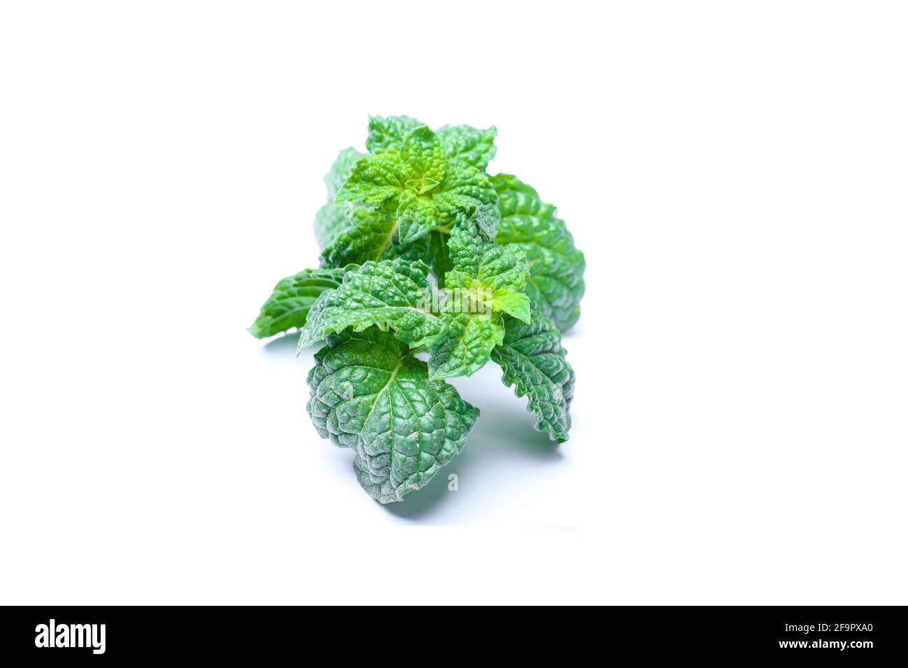 Collection of fresh mint leaves, isolated on white background Stock ...