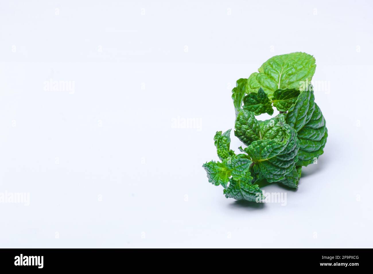 Collection of fresh mint leaves, isolated on white background Stock ...