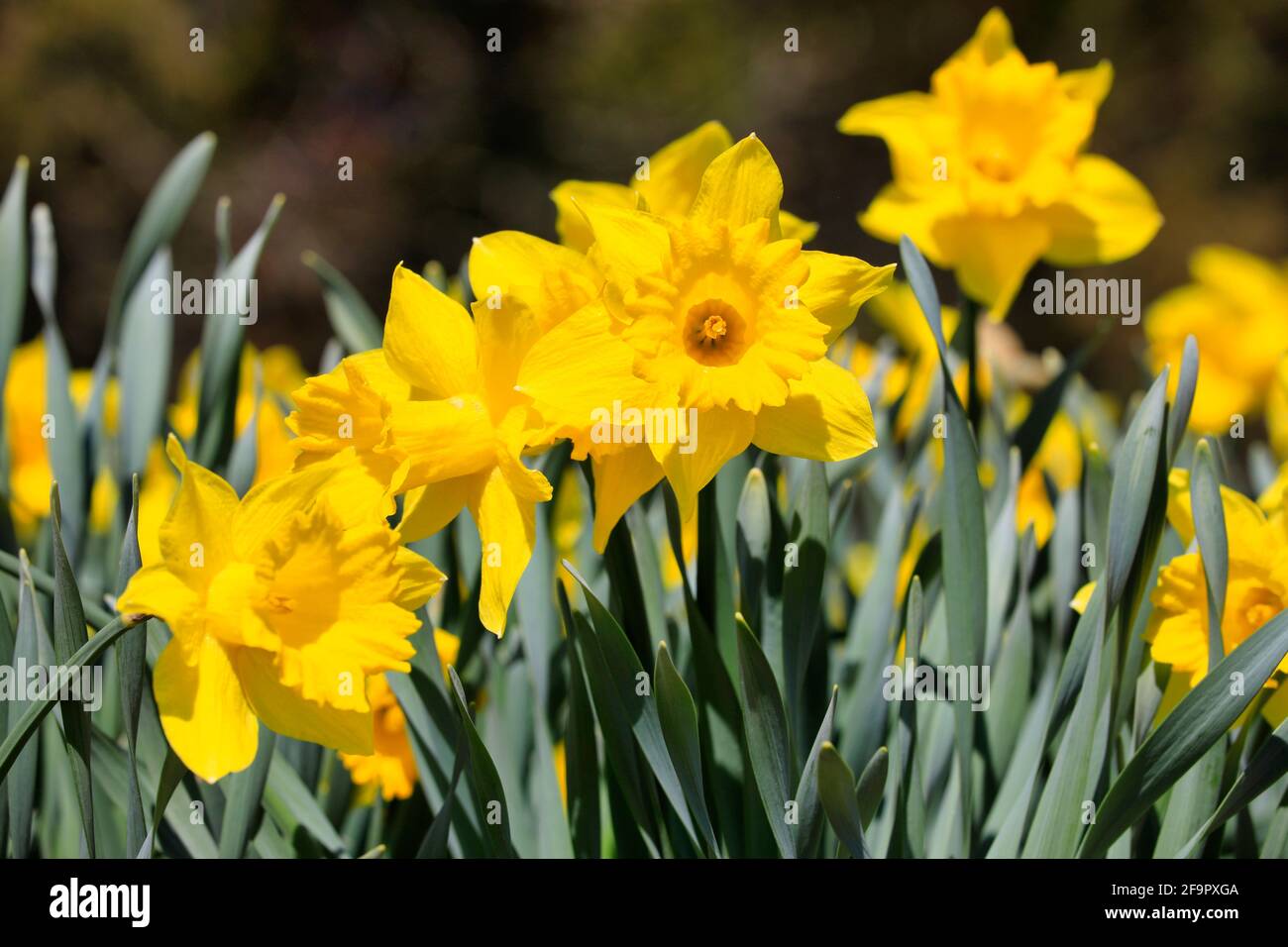 Group of yellow daffodils hi-res stock photography and images - Alamy
