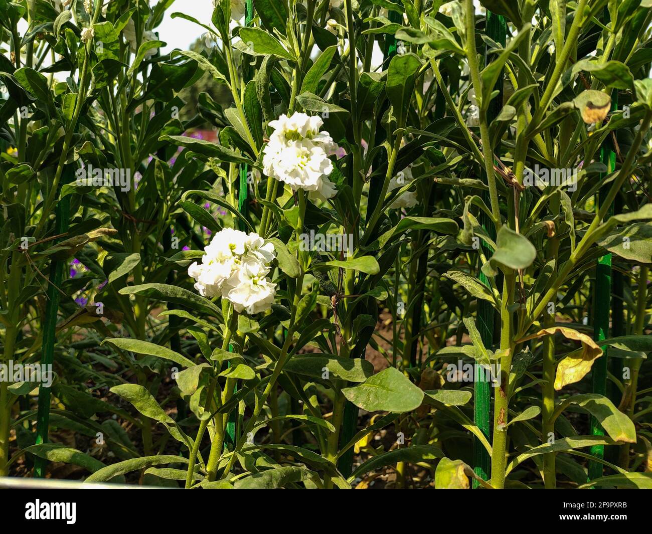 Closeup shot white hoary hi-res stock photography and images - Alamy