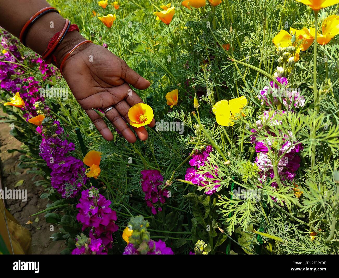 Female hand gently picking flowers in the garden Stock Photo - Alamy