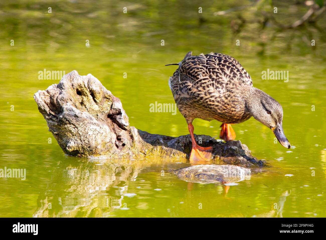 A mallard duck standing on a log drinking from a river Stock Photo - Alamy