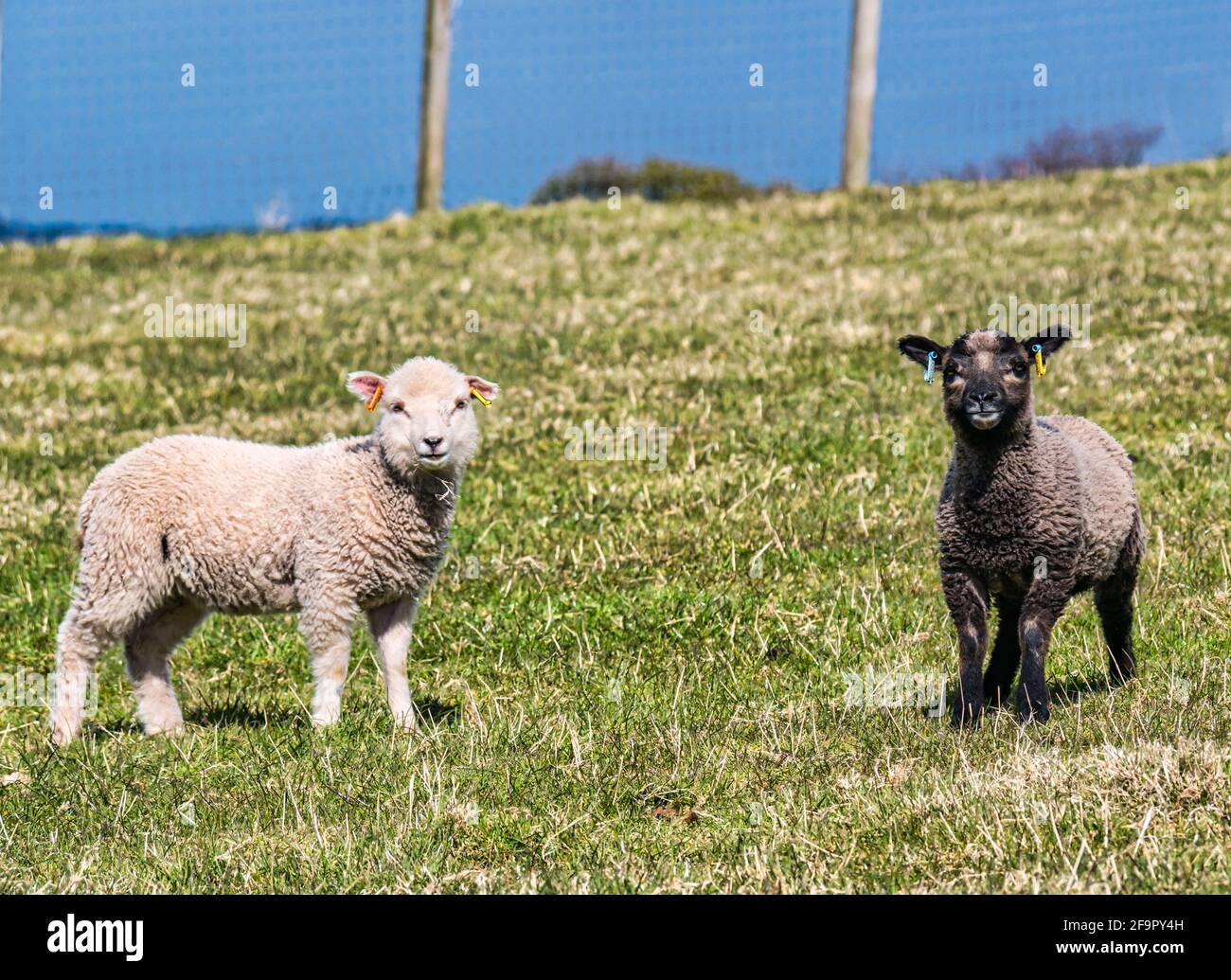 White and Katmoget colour Shetland sheep lamb twins in a field in ...