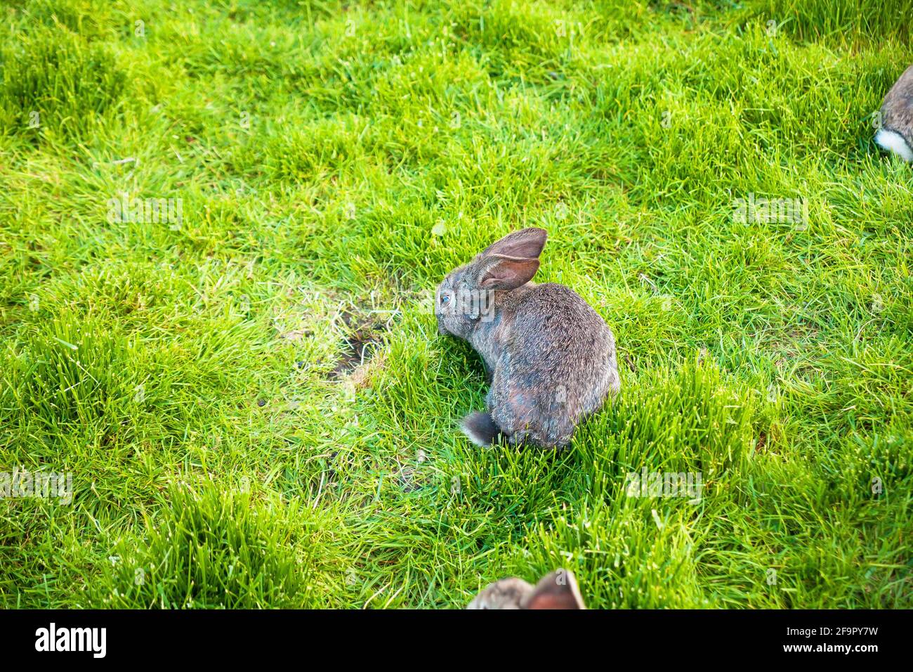 White rabbit eats green grass hi-res stock photography and images - Alamy