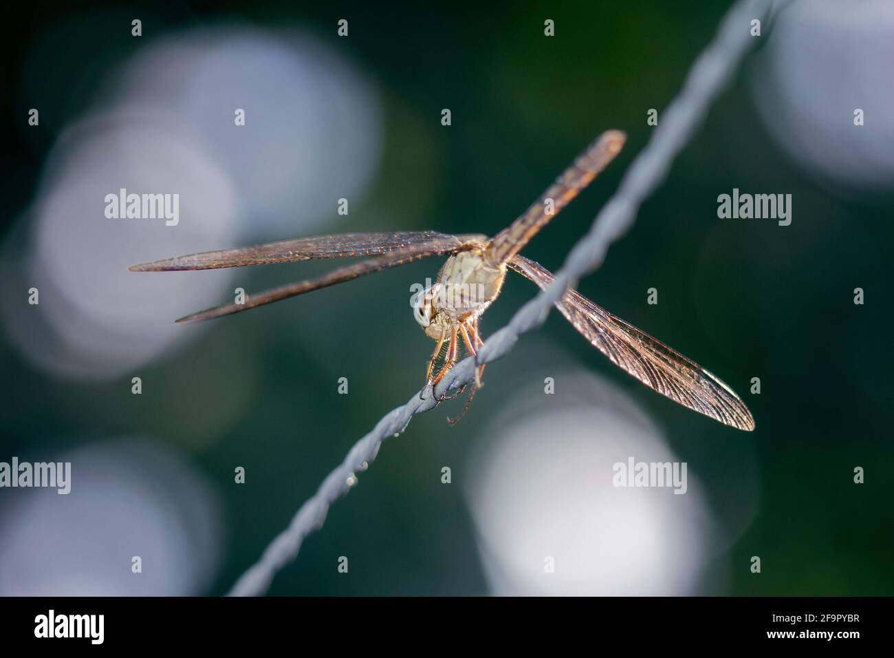 Dragonfly barbed wire hi-res stock photography and images - Alamy