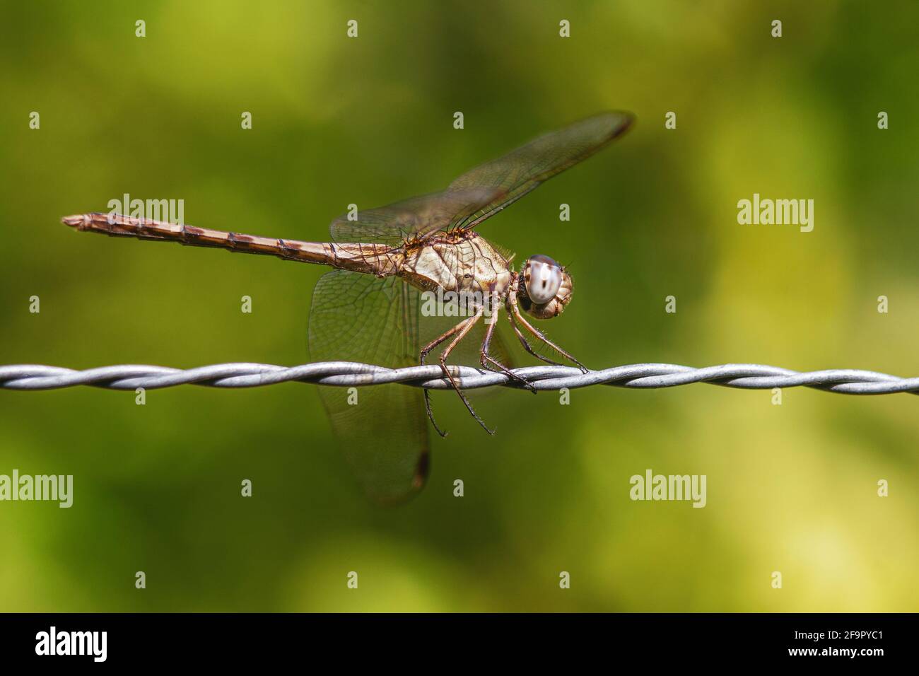 Dragonfly on a barbed wire Stock Photo - Alamy