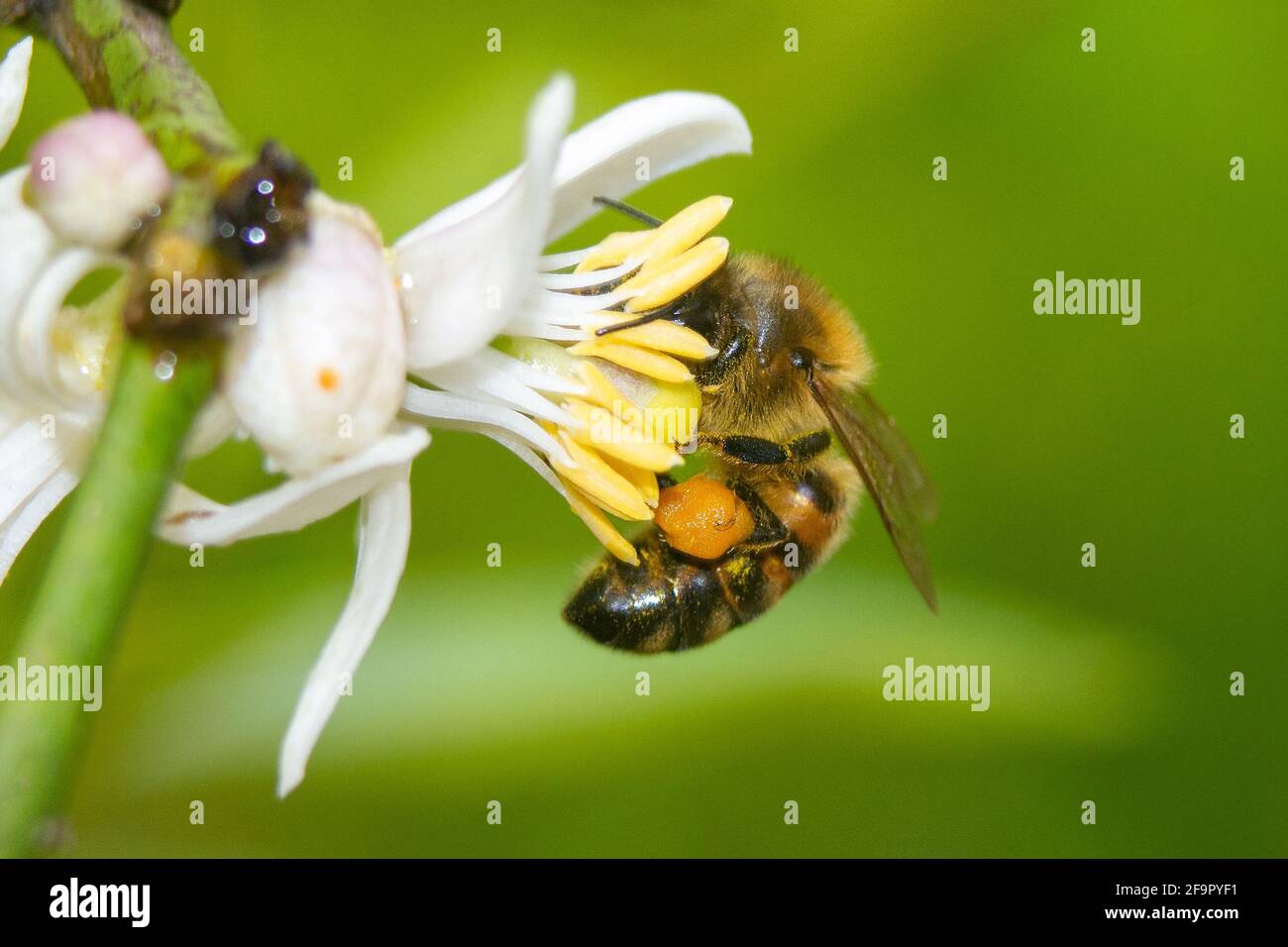 Closeup shot of a bee collecting pollen from a flower in a garden Stock ...