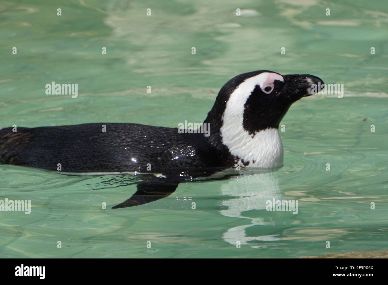 Cute African penguin swimming in the pool with clean water inside Stock ...