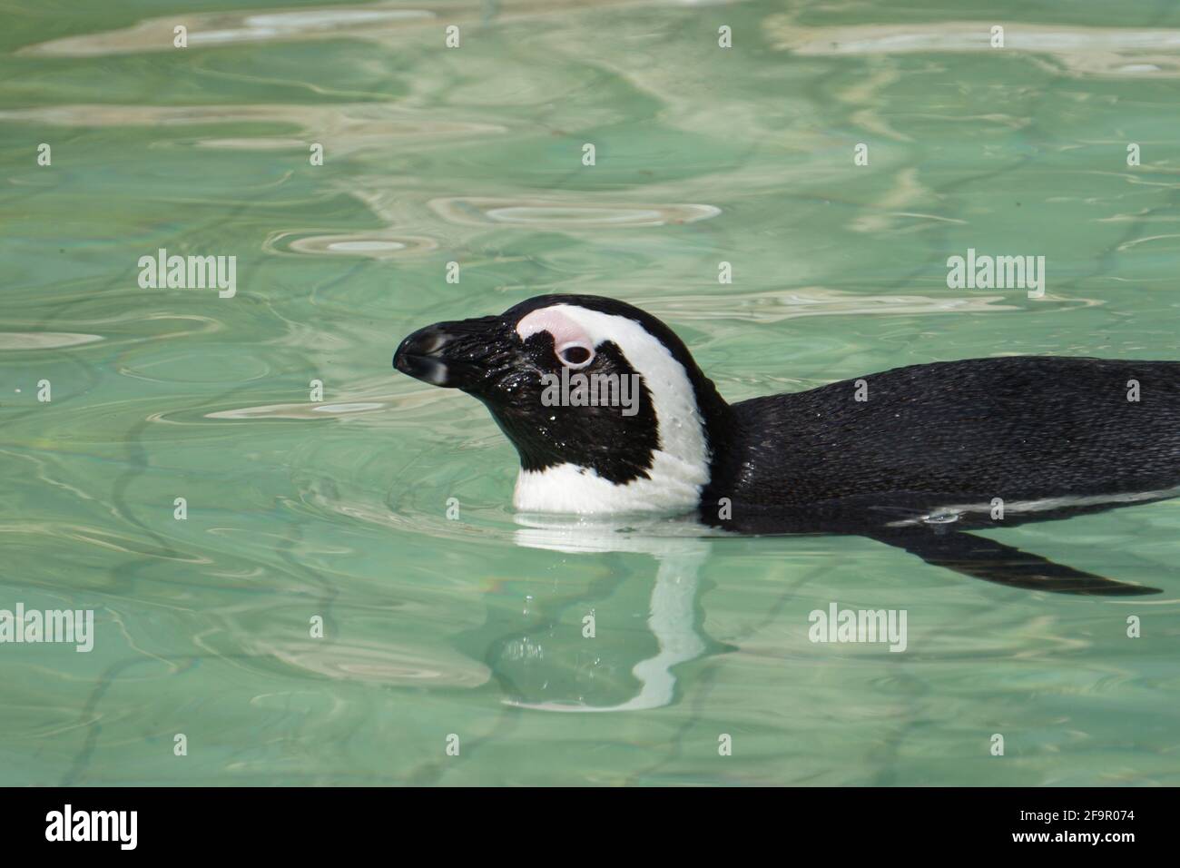 African penguin swimming in the pool with clean water inside Stock ...