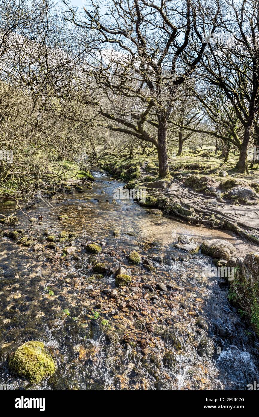 Rocky stream on circular walk around Burrator reservoir on Dartmoor ...