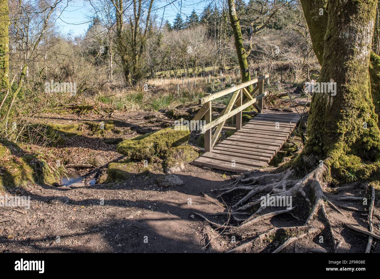 Wooden bridge across stream on circular walk around Burrator reservoir ...