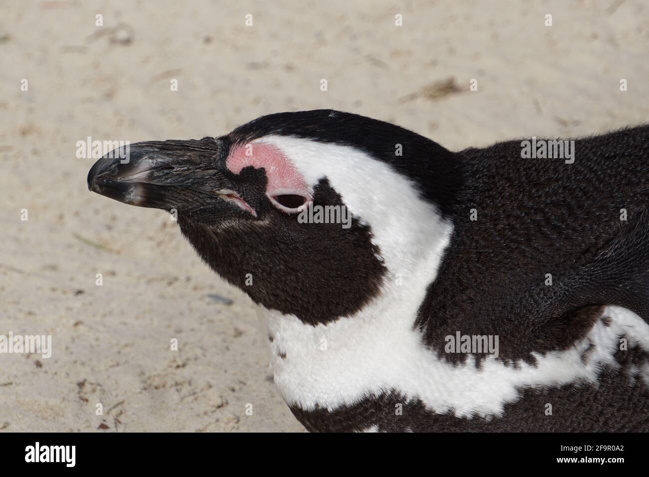 Closeup portrait of an African penguin lying outside on the sand Stock ...