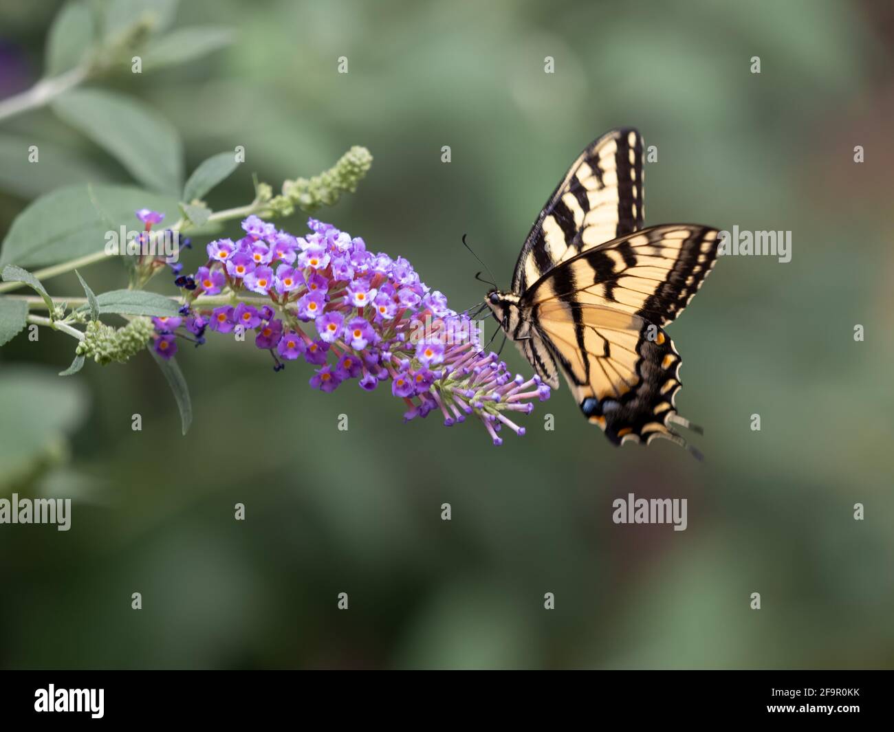 Beautiful shot of a butterfly collecting nectar from a purple flower in ...