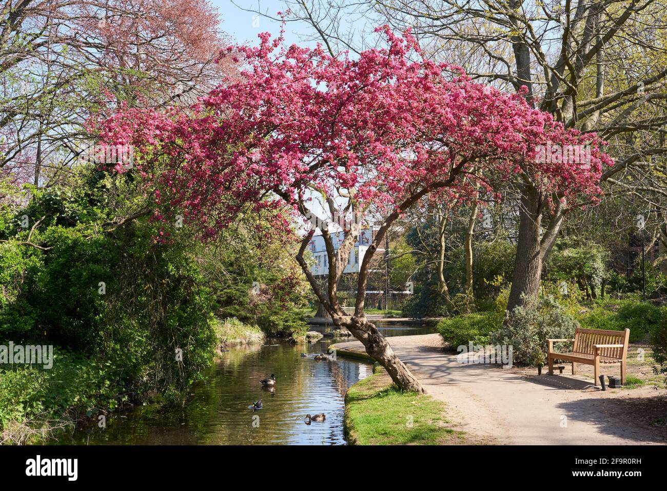 Blossom england hi-res stock photography and images - Alamy
