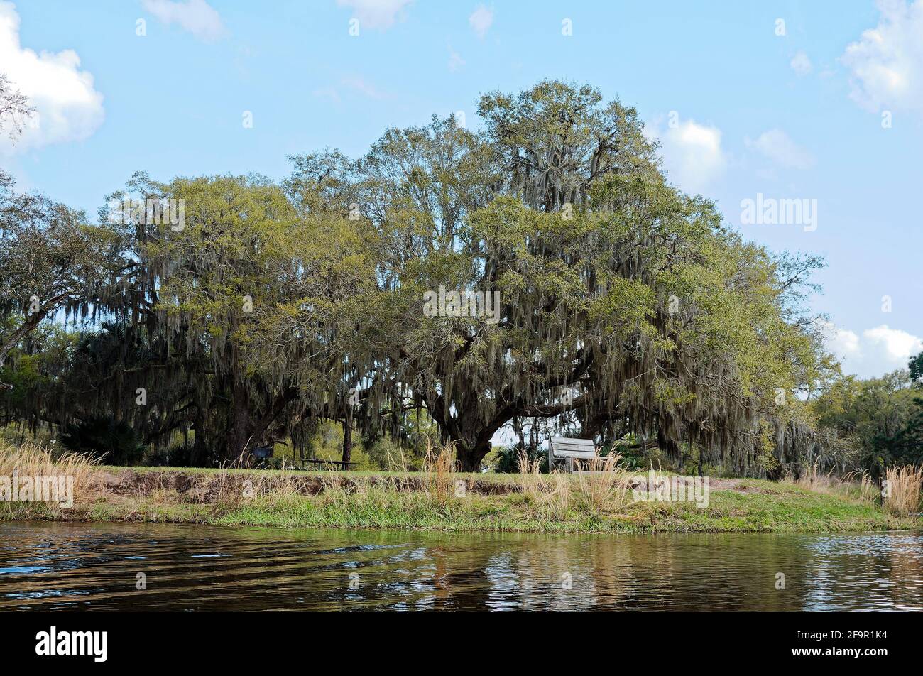 restful spot, bench, picnic table, grill, under trees, Spanish moss, by ...