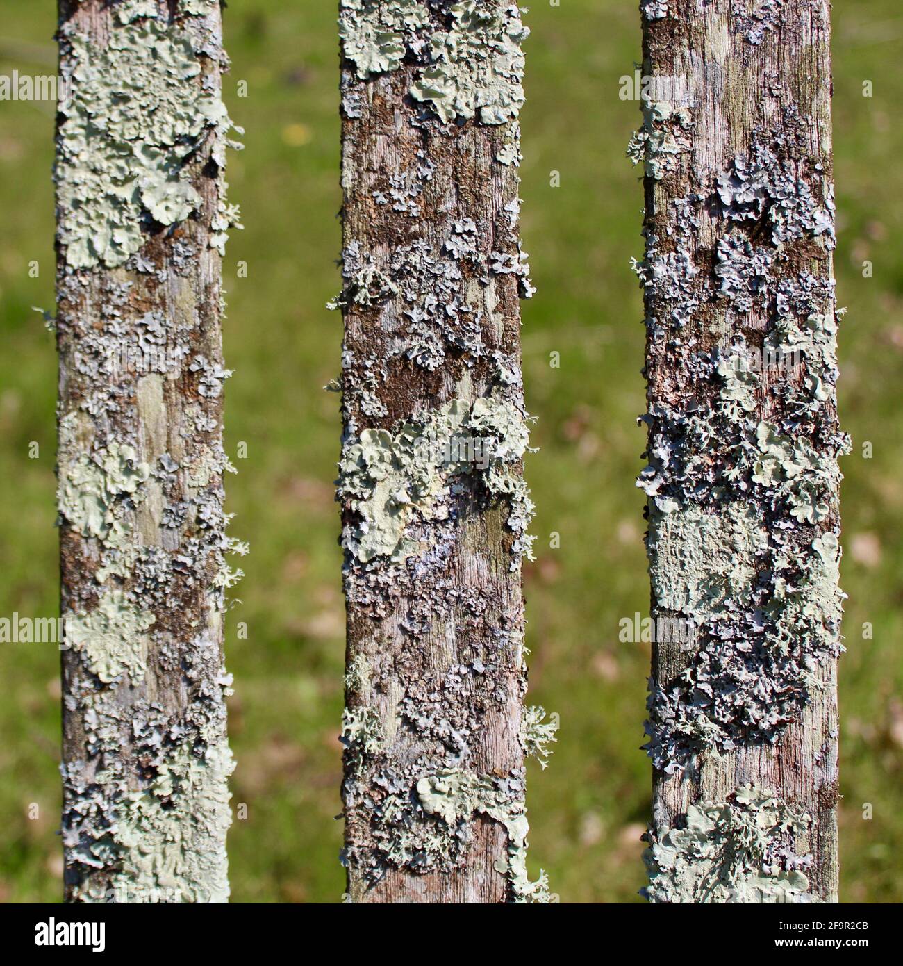 Cloe-up of lichen growing on an old garden seat Stock Photo - Alamy