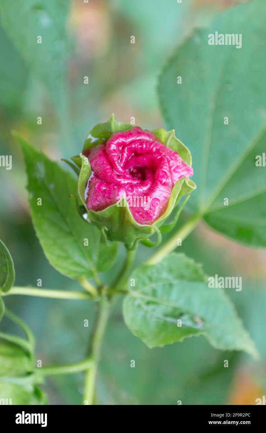 Pink Rose Bud, Top View, with Green Leaves Stock Photo - Alamy