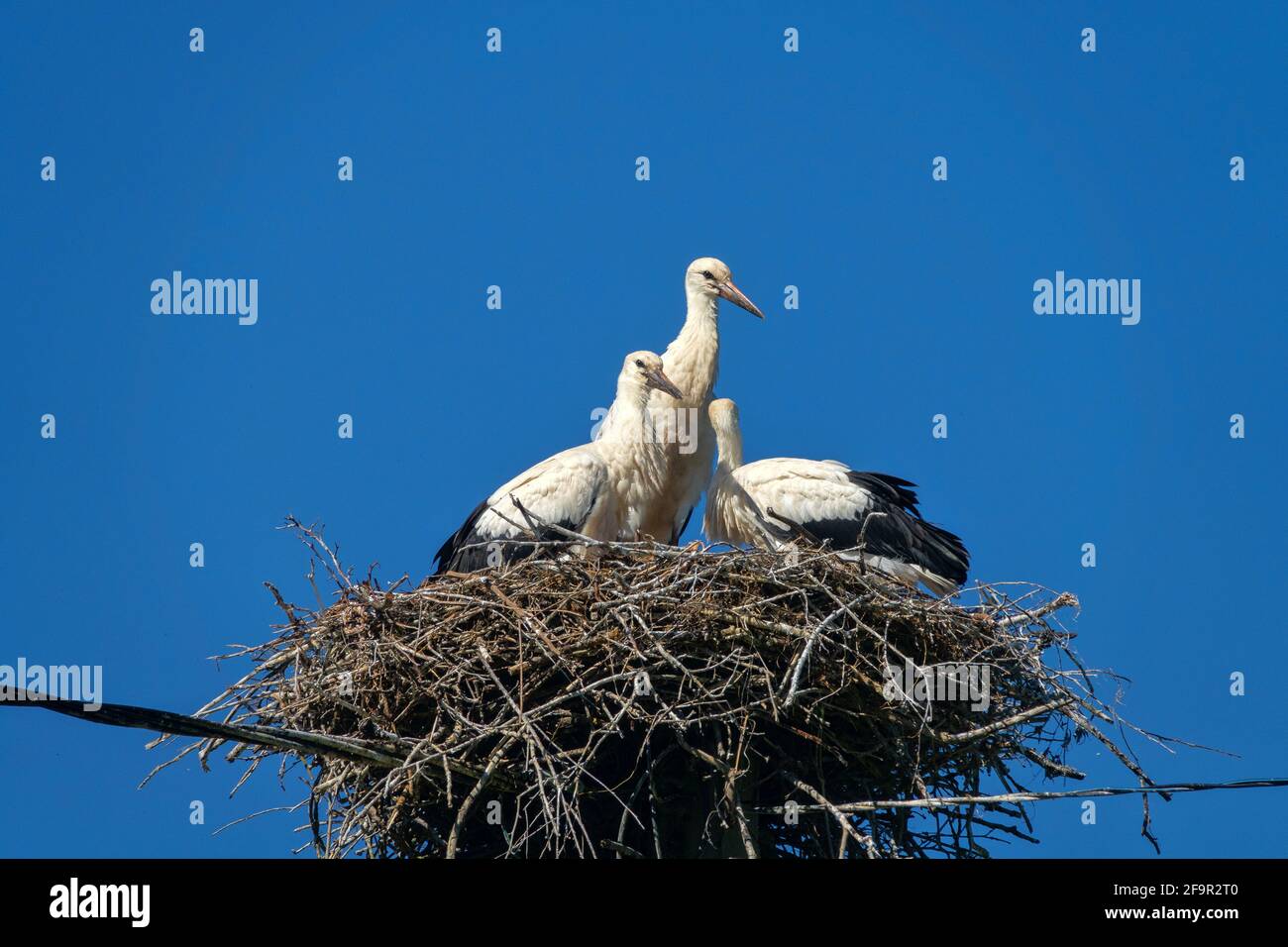 Three white stork chicks in nest. Chicks before departure. One of ...