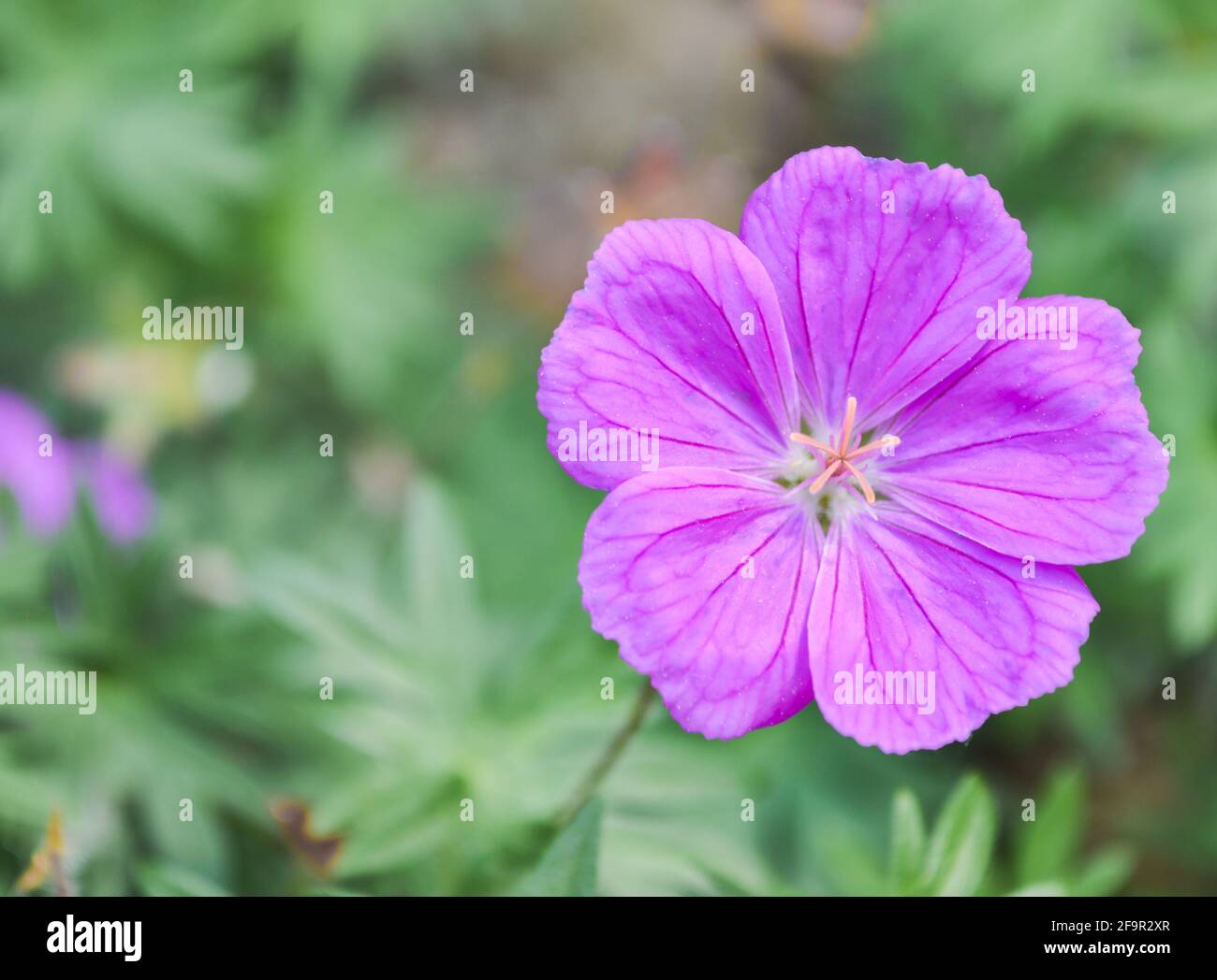 Purple Mallow High Resolution Stock Photography and Images - Alamy