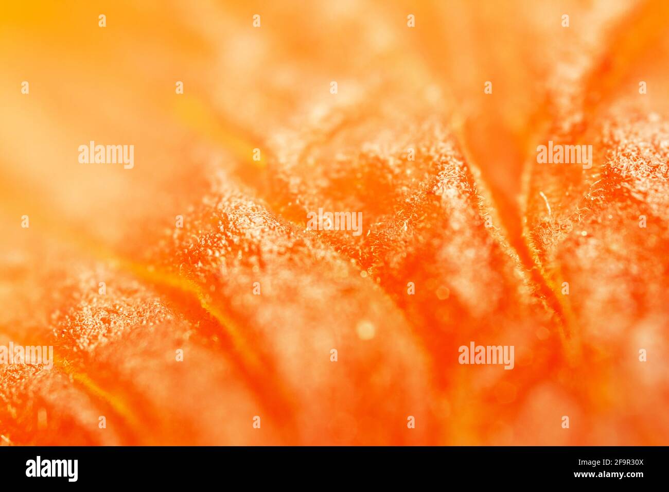 Apricot texture hi-res stock photography and images - Alamy