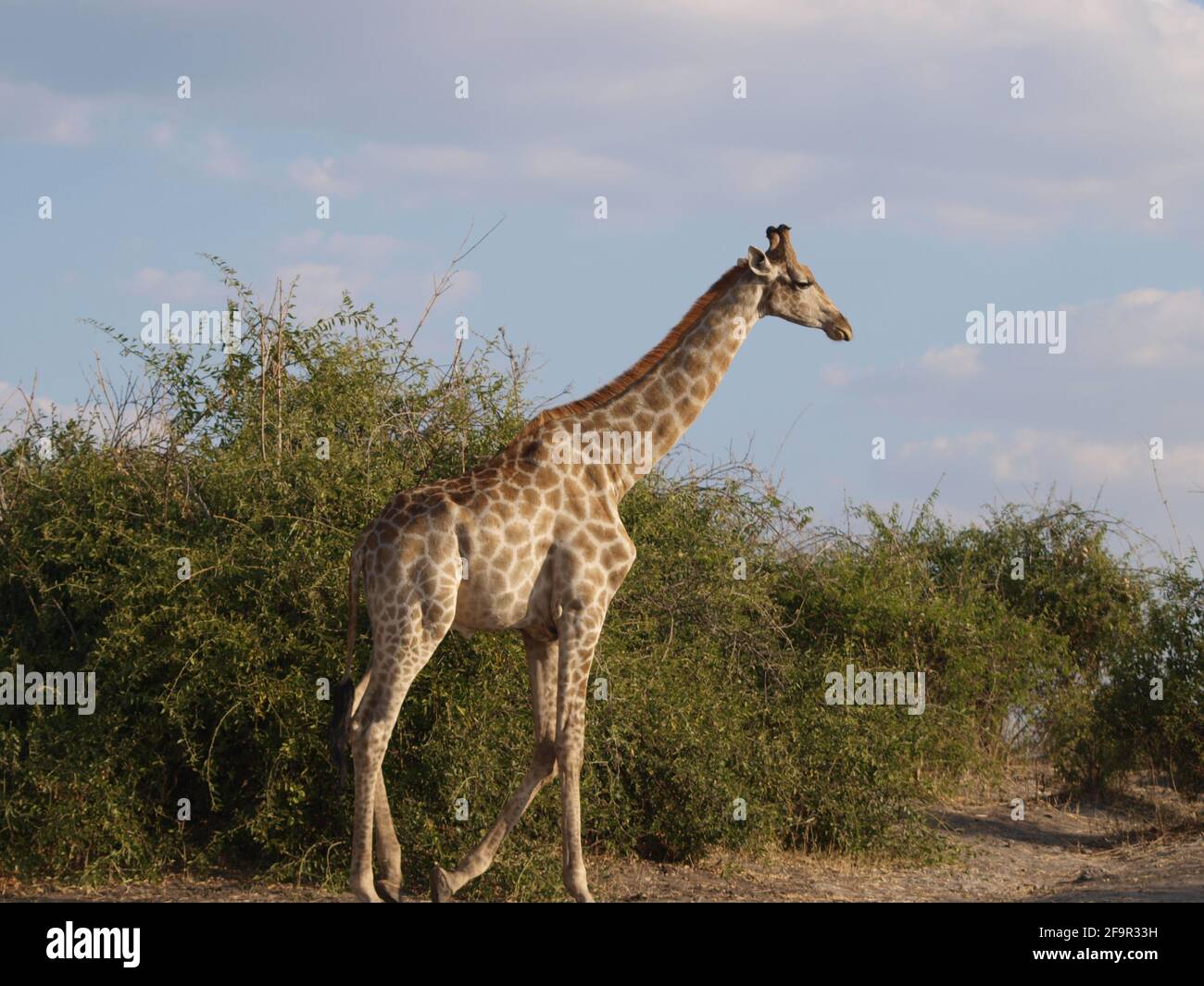 Kalahari wildlife hi-res stock photography and images - Alamy