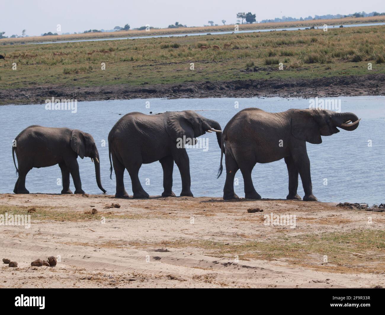 Kalahari elephant hi-res stock photography and images - Alamy