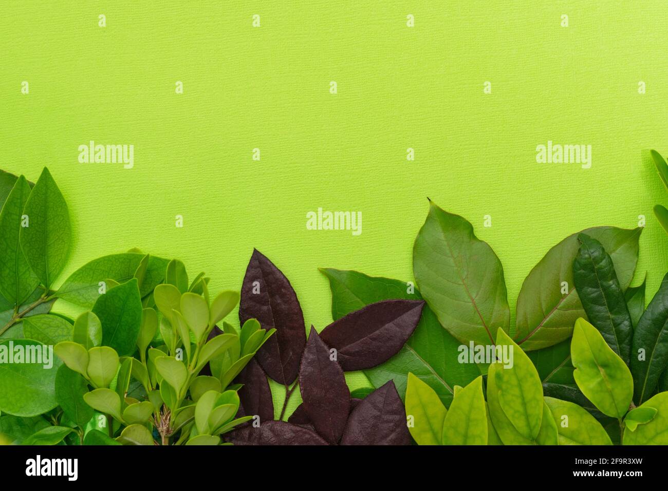 Green Spring leaf foliage variety background, flat lay with copy space ...
