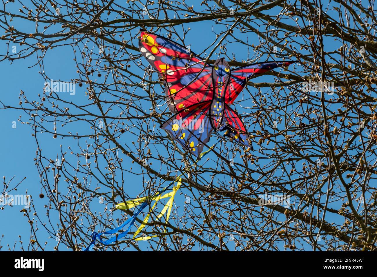 Kite stuck in tree hi-res stock photography and images - Alamy