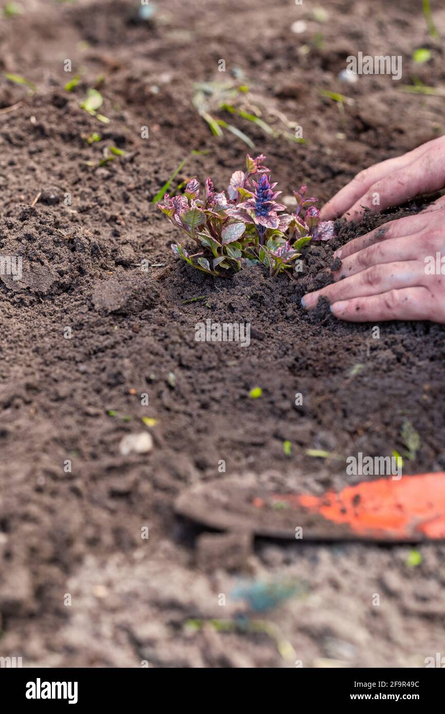 Two man hands planting a young tree or plant while working in the ...