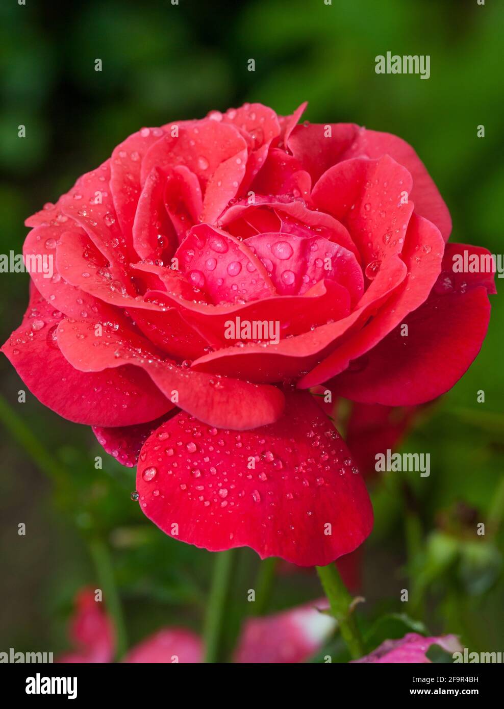 Spring garden flowers with raindrops - red rose - macro Stock Photo - Alamy