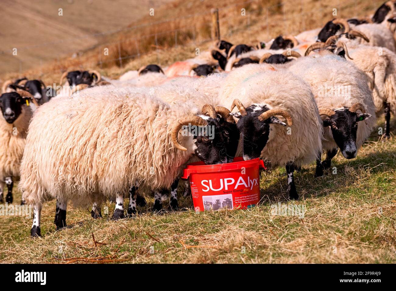 Sheep feed blocks hi-res stock photography and images - Alamy