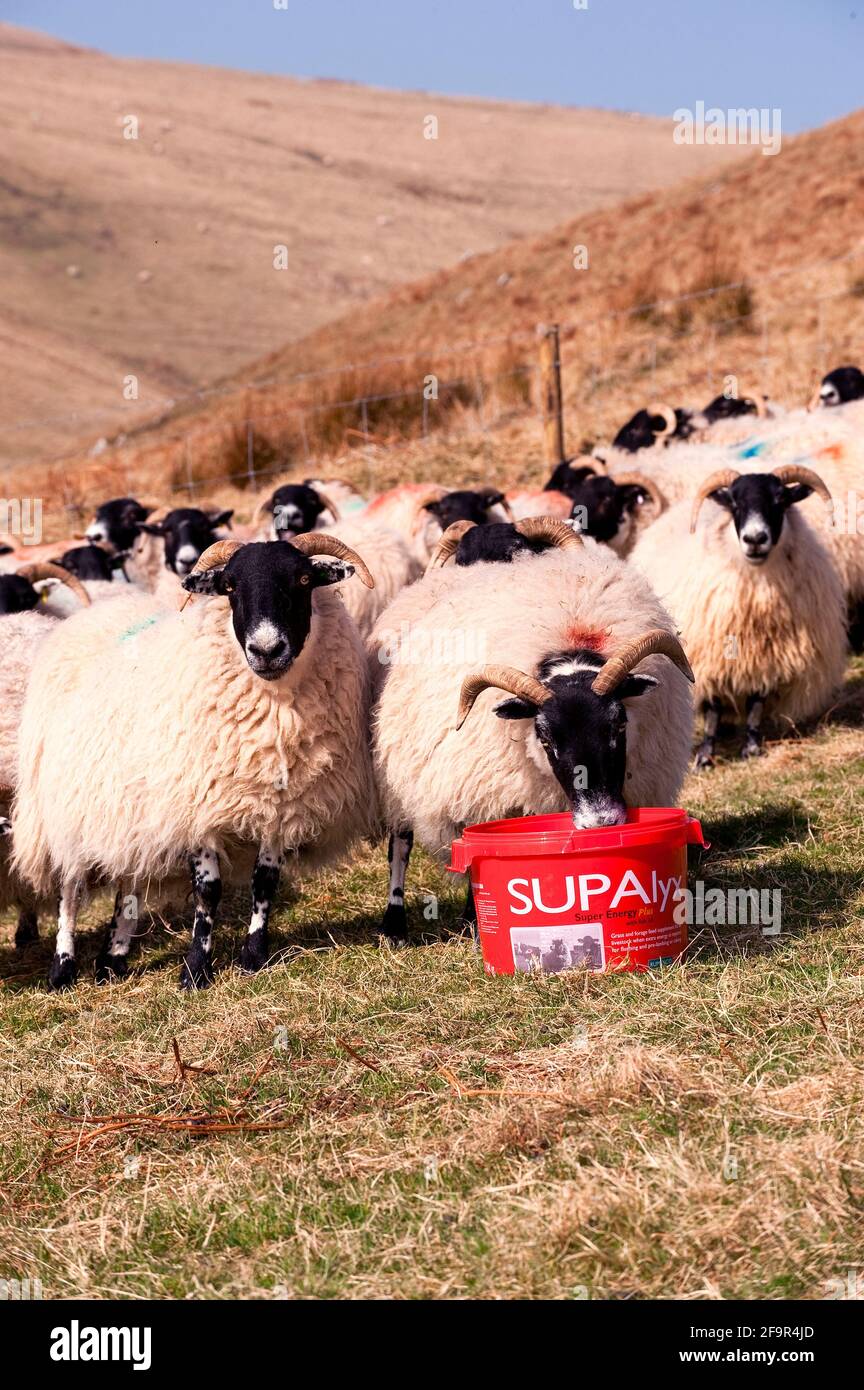 Sheep feed blocks hi-res stock photography and images - Alamy