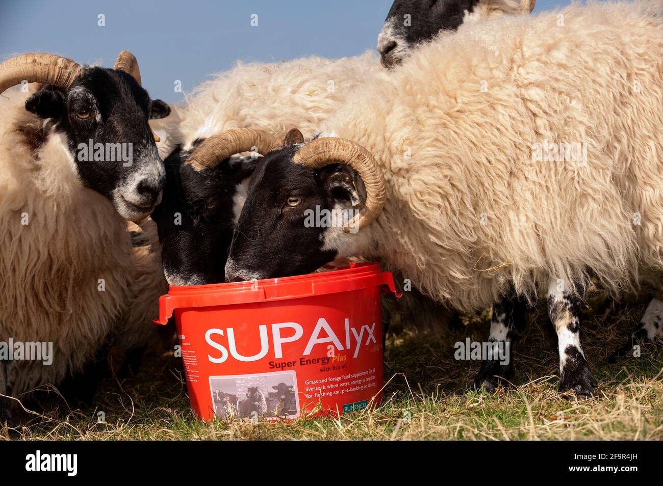 Sheep feed blocks hi-res stock photography and images - Alamy