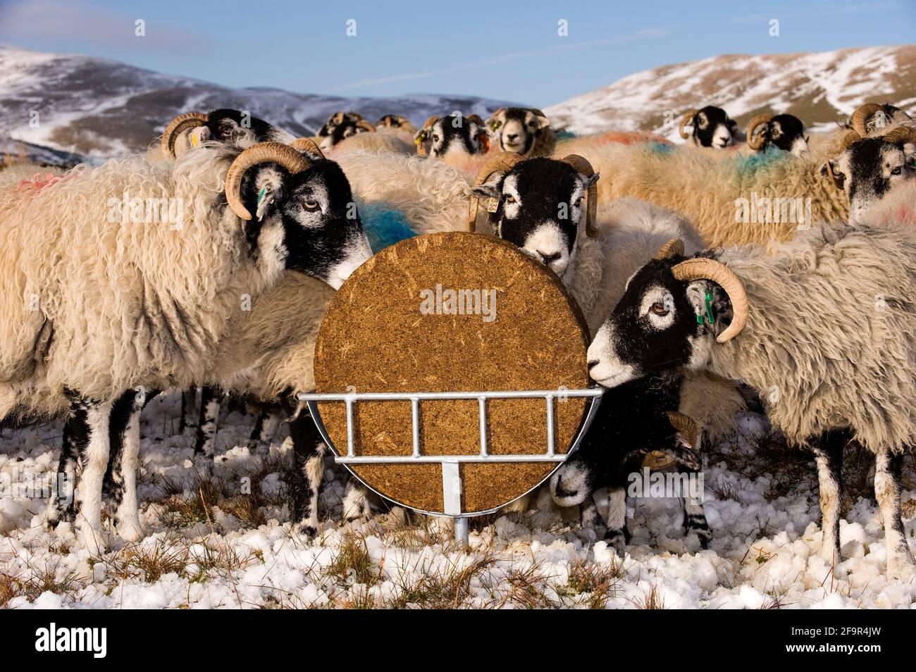 Sheep feed blocks hi-res stock photography and images - Alamy