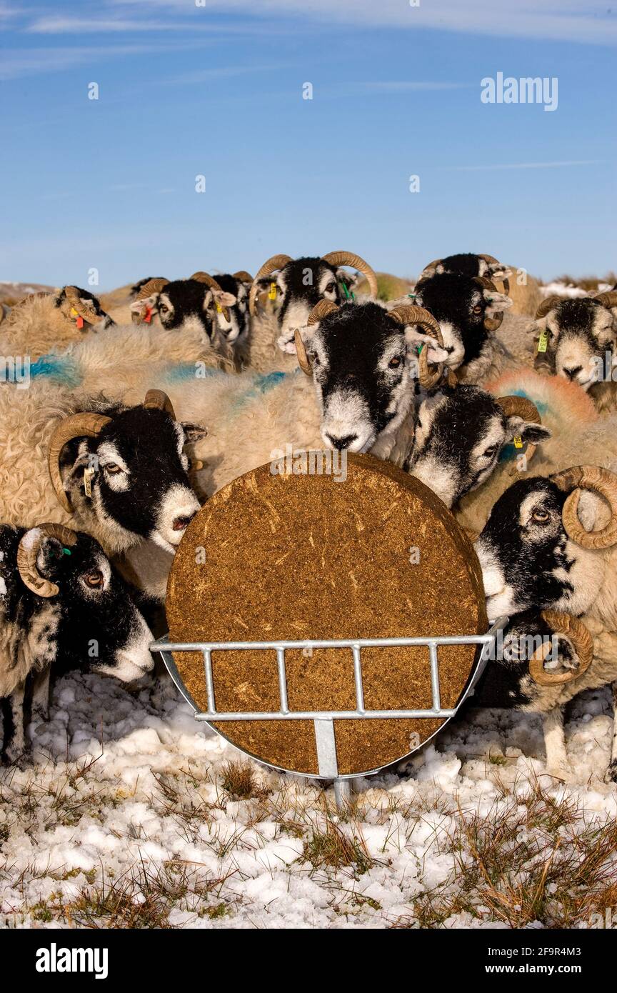 Sheep feed blocks hi-res stock photography and images - Alamy