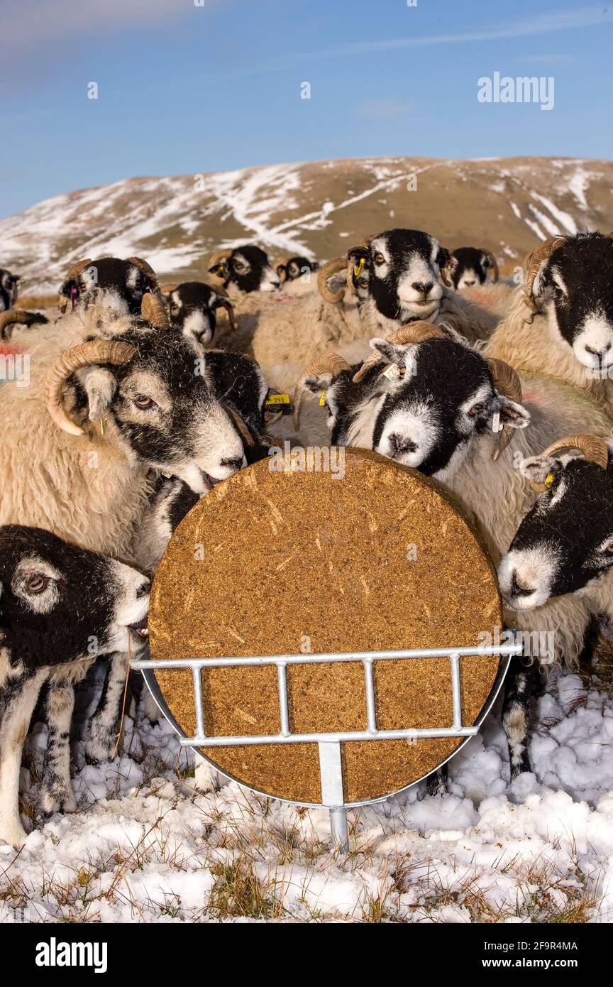 Sheep feed blocks hi-res stock photography and images - Alamy