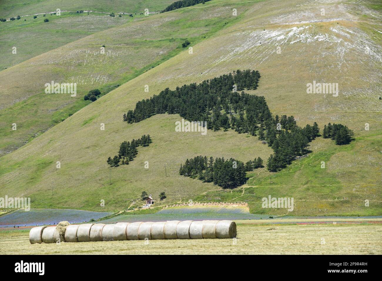 Map of Italy drawn with trees Stock Photo - Alamy