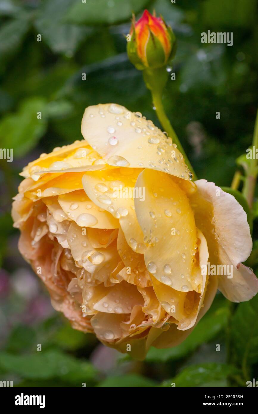 Spring garden flowers with raindrops - yellow roses on a background ...